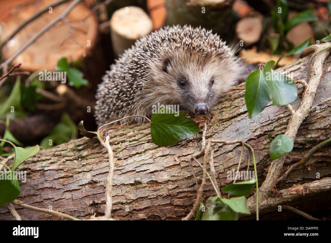 Log pile wildlife habitat in hi-res stock photography and images - Alamy