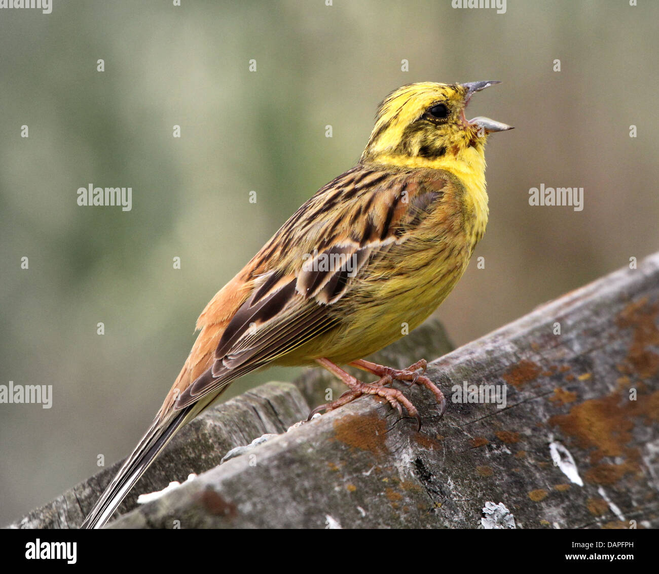 Yellowhammer like hi-res stock photography and images - Alamy