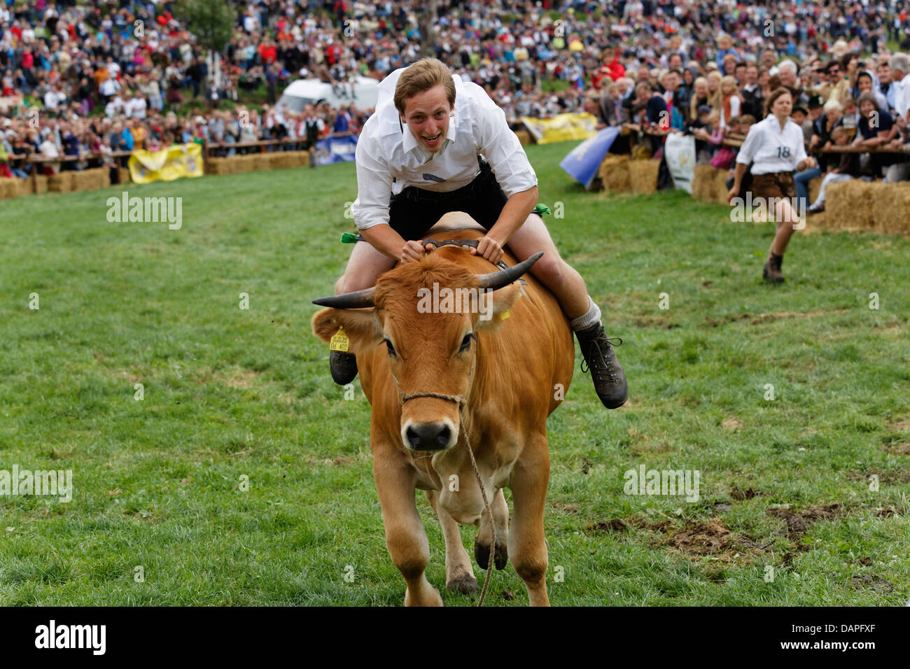 Germany, Bavaria, Traditional ox races in Munsing Stock Photo - Alamy