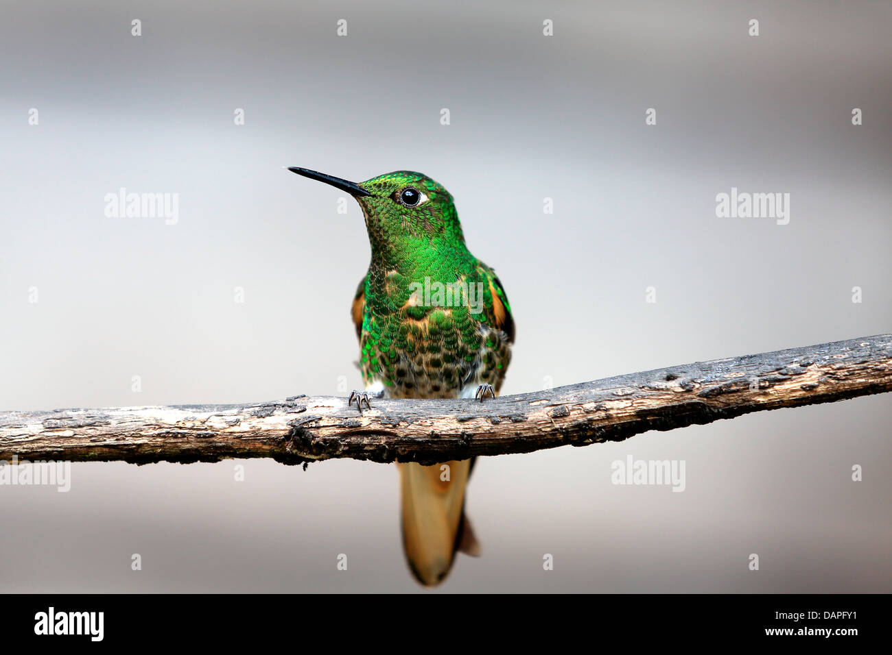 Colombia bird species hi-res stock photography and images - Alamy