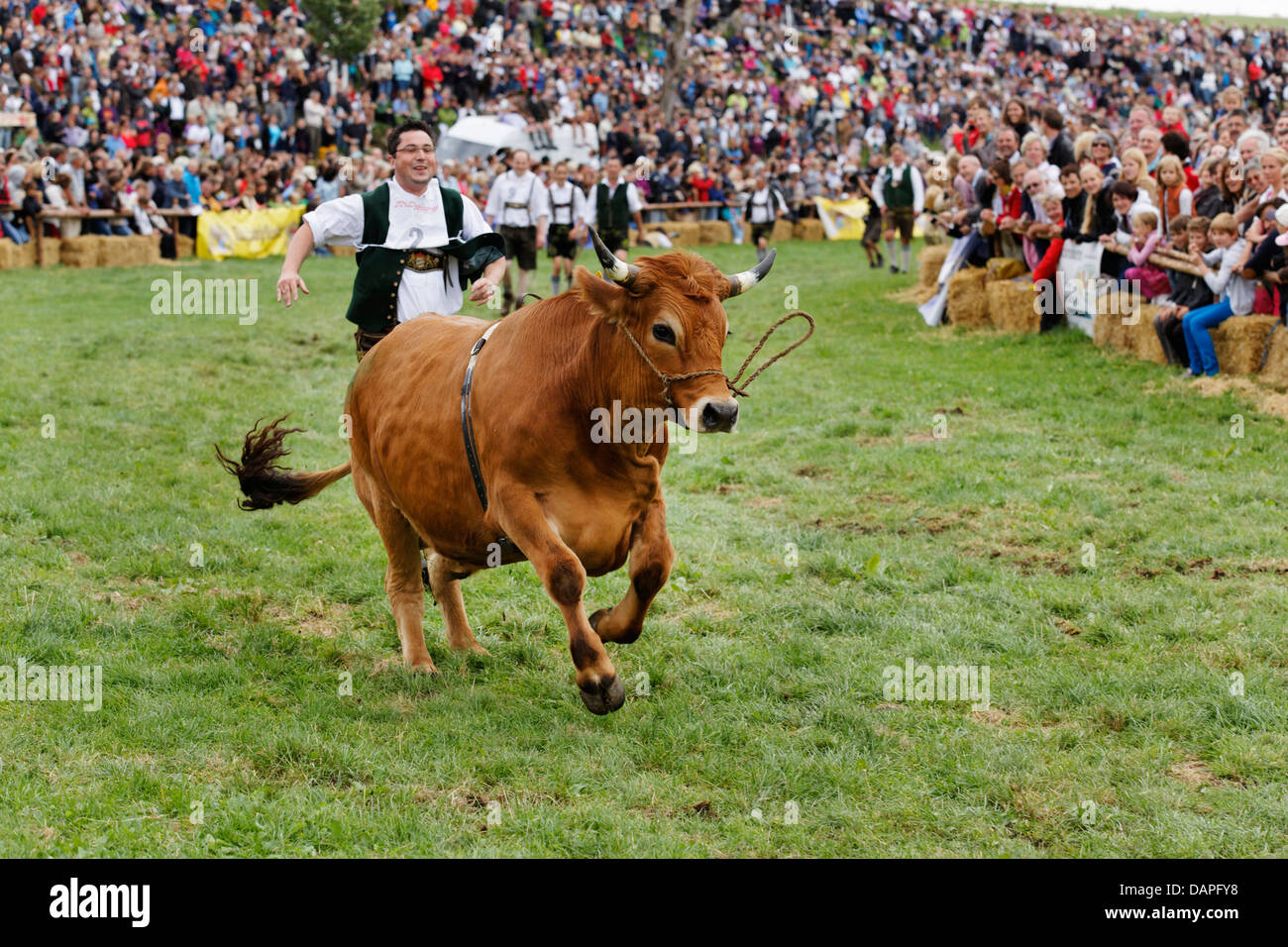 Germany, Bavaria, Traditional ox races in Munsing Stock Photo - Alamy