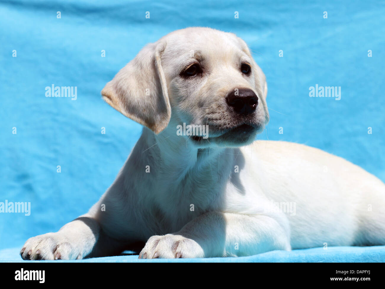 yellow labrador portrait on blue background Stock Photo - Alamy