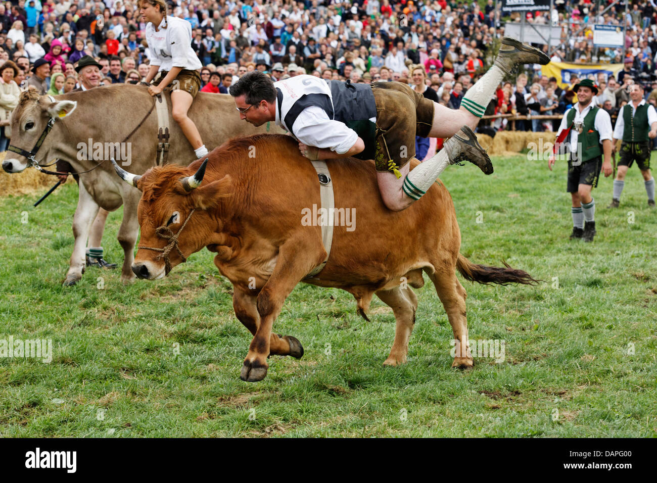 Germany, Bavaria, Traditional ox races in Munsing Stock Photo - Alamy