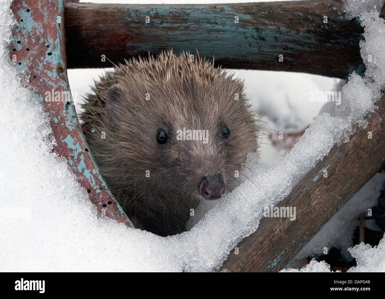 European hedgehog out in snow Stock Photo - Alamy
