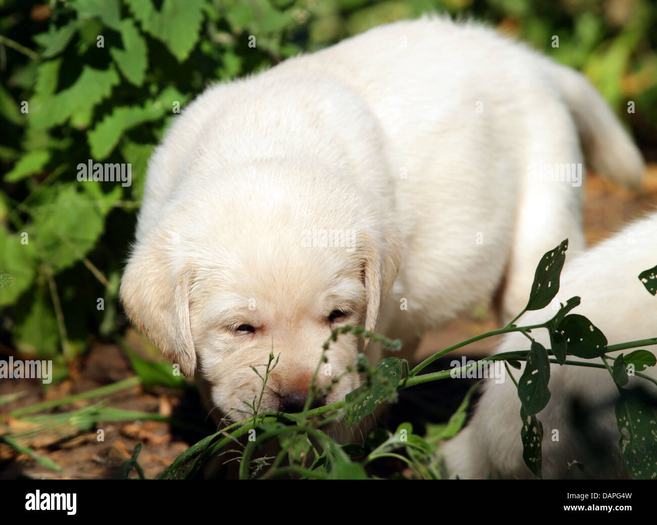 yellow labrador puppy walking in the garden Stock Photo - Alamy