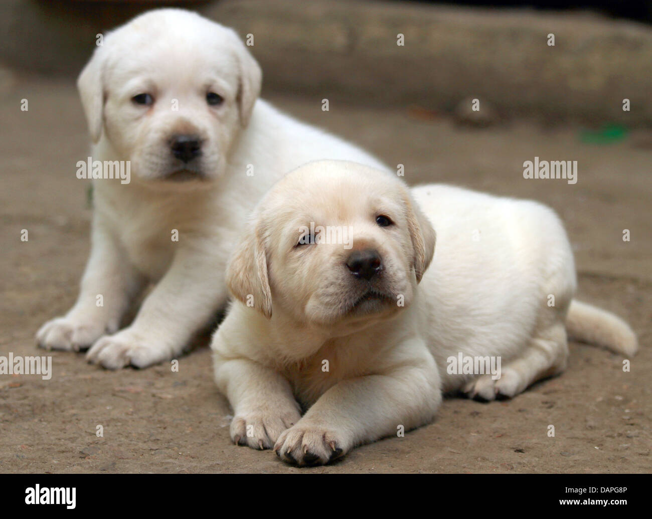 two yellow labrador puppies in the yard Stock Photo - Alamy