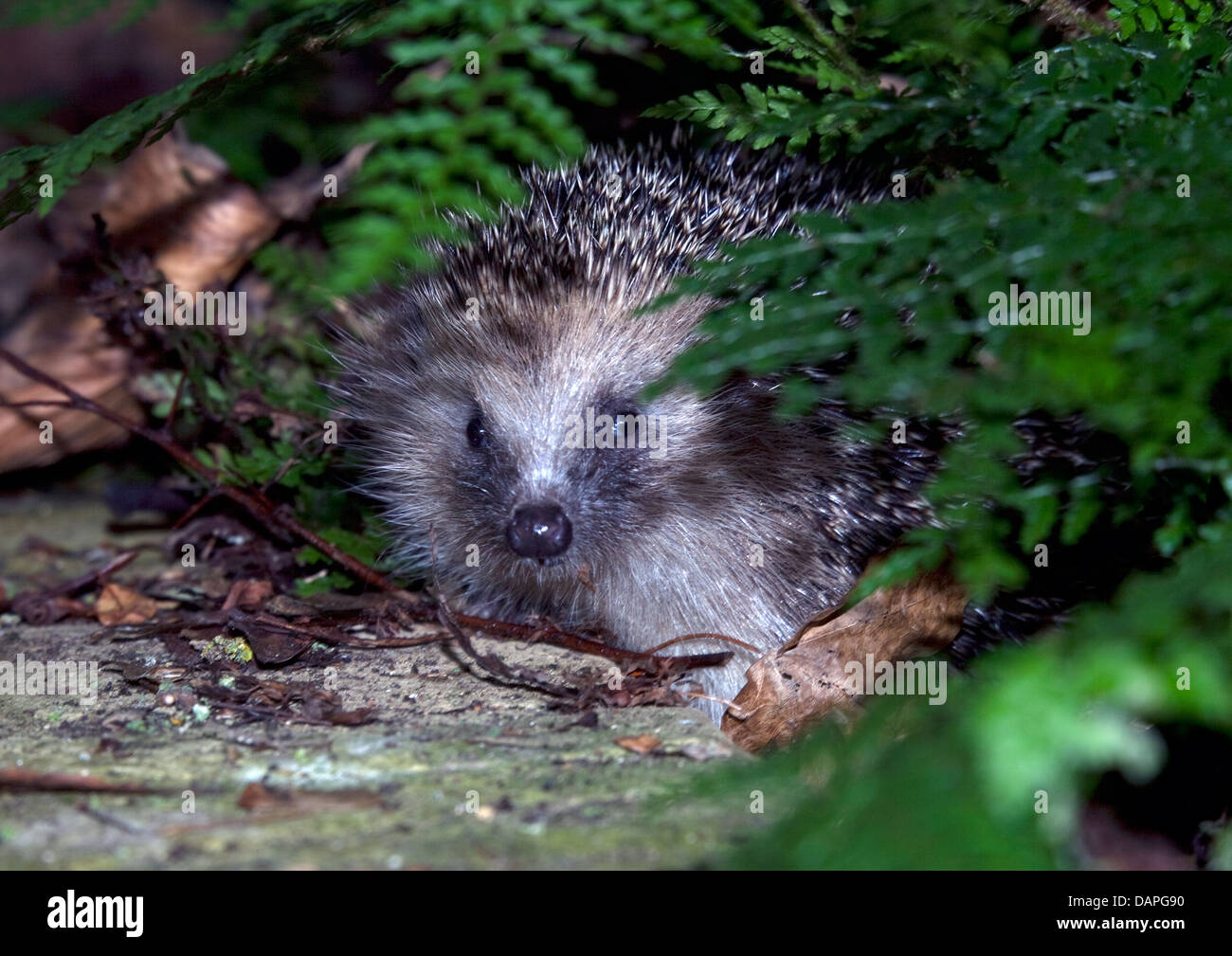 Hedgehog hide hi-res stock photography and images - Alamy