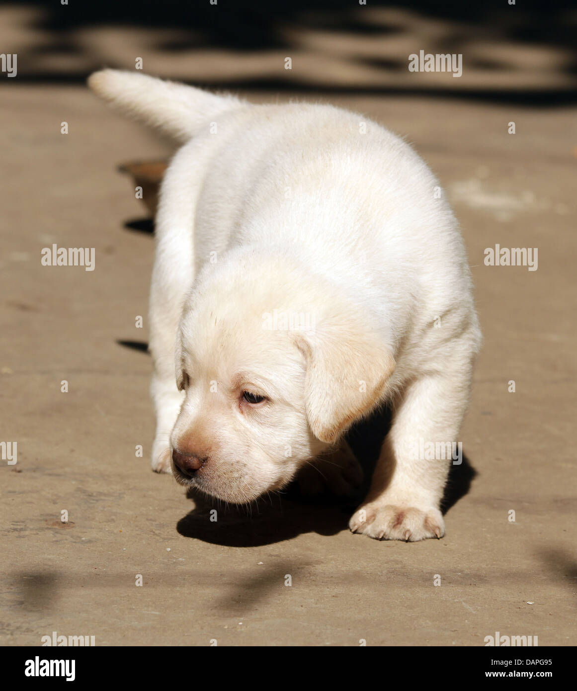 yellow labrador puppy walking in the yard Stock Photo - Alamy