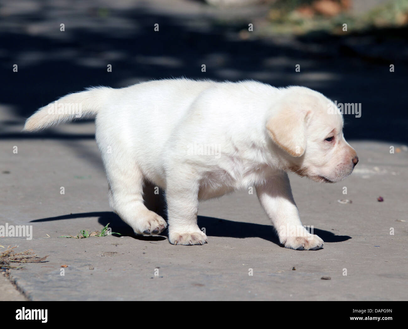 yellow labrador puppy walking in the yard Stock Photo - Alamy