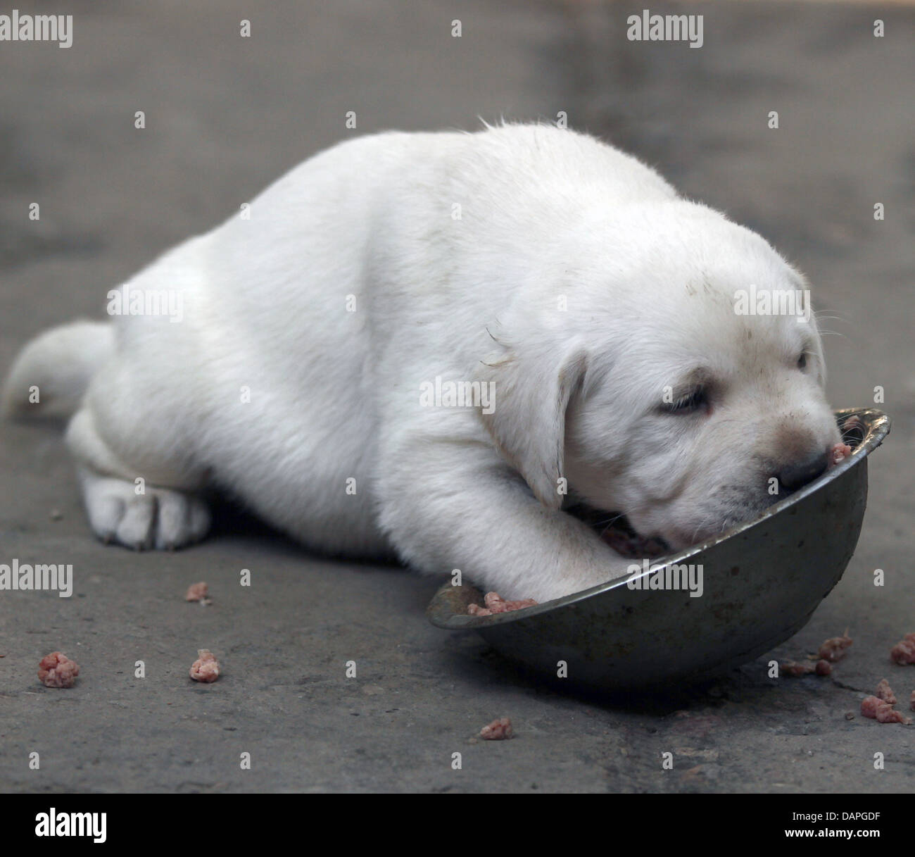 yellow labrador puppy eating meat Stock Photo - Alamy