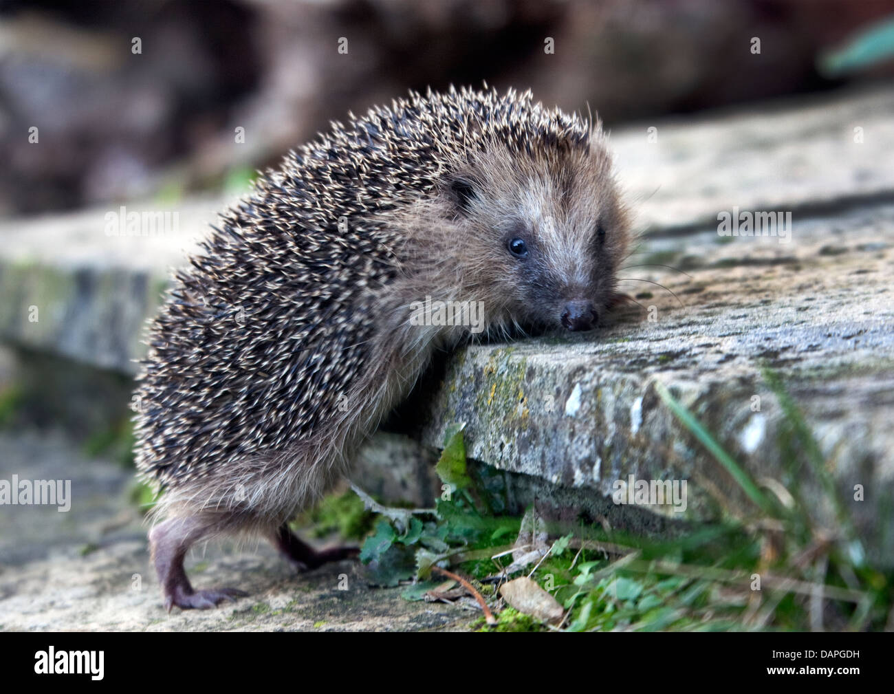 European hedgehog climbing garden steps Stock Photo - Alamy