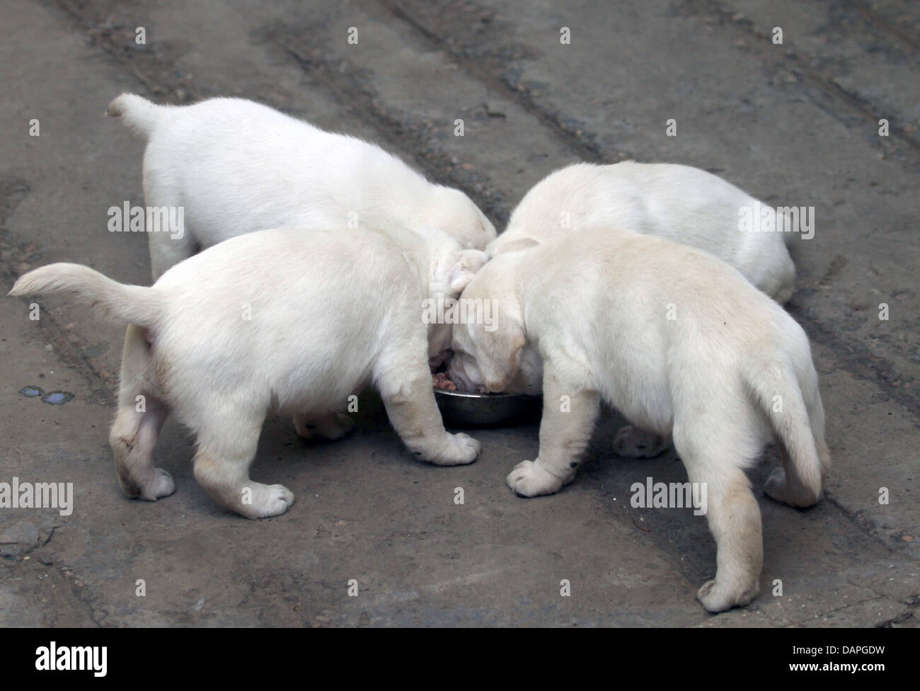 four yellow labrador puppies eating meat Stock Photo - Alamy
