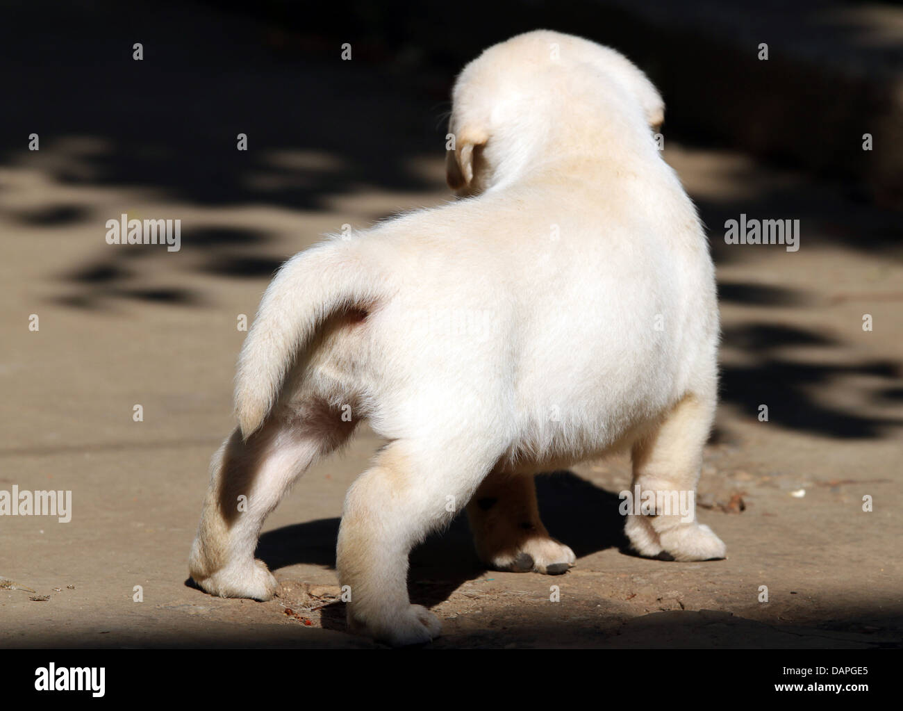 yellow labrador puppy walking in the yard Stock Photo - Alamy