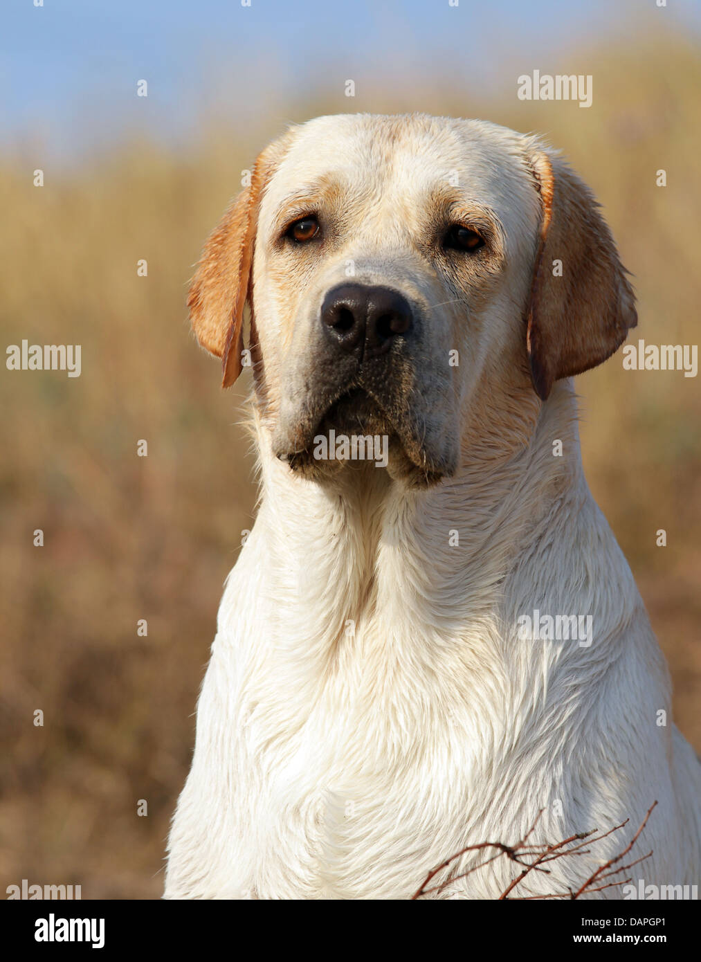 yellow labrador portrait in summer in the field Stock Photo - Alamy