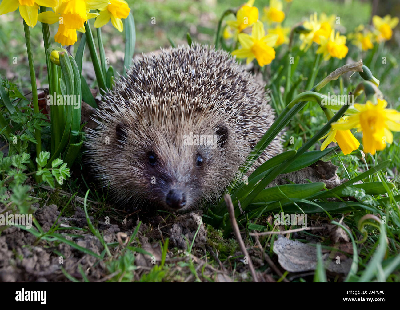 Hedgehog hi-res stock photography and images - Alamy
