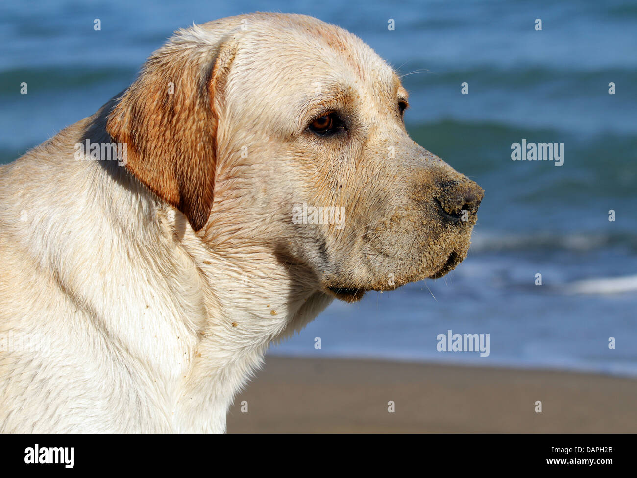 yellow labrador looking at the sea in summer Stock Photo - Alamy