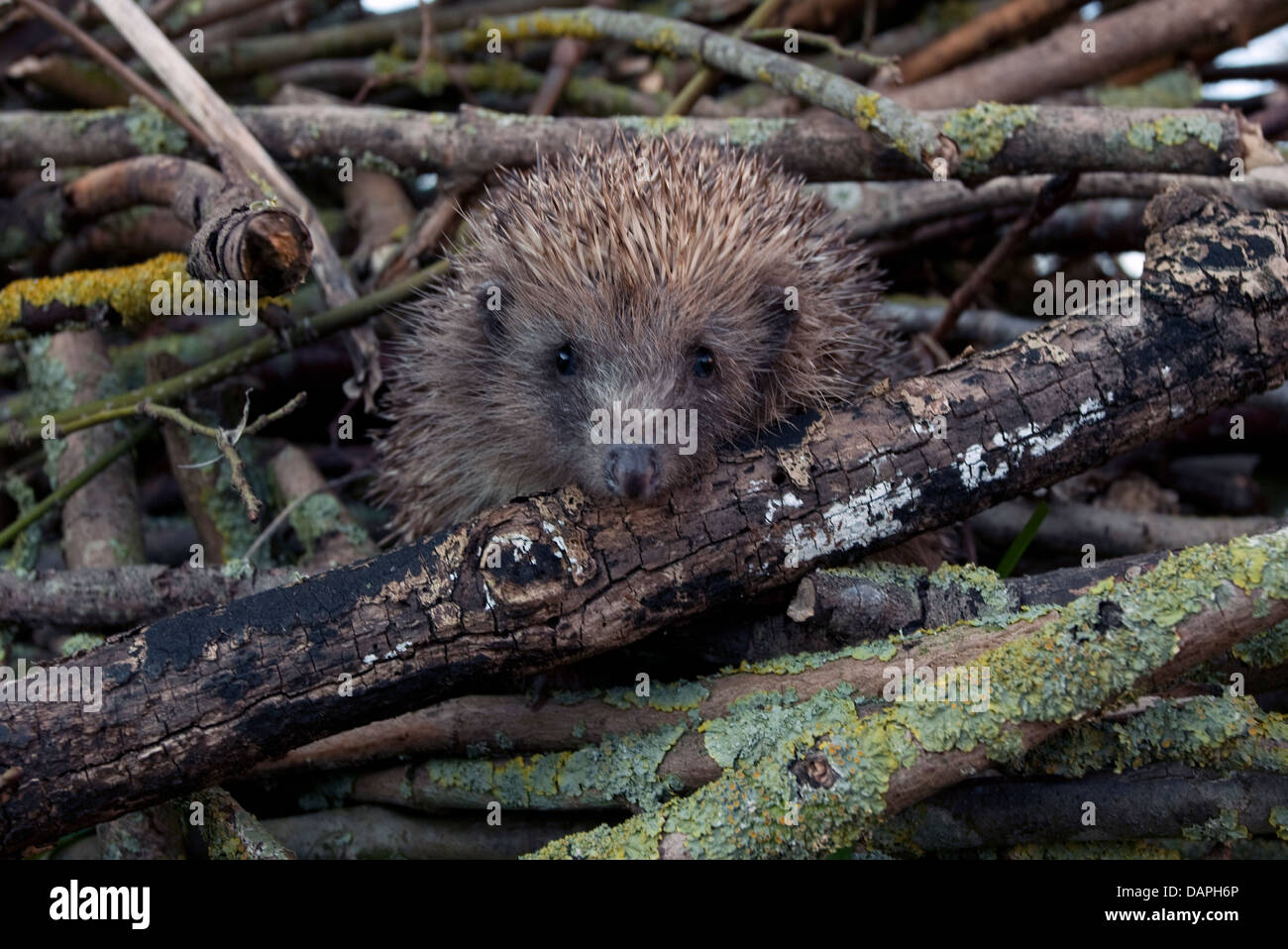 Wildlife Garden Log Pile High Resolution Stock Photography and Images ...