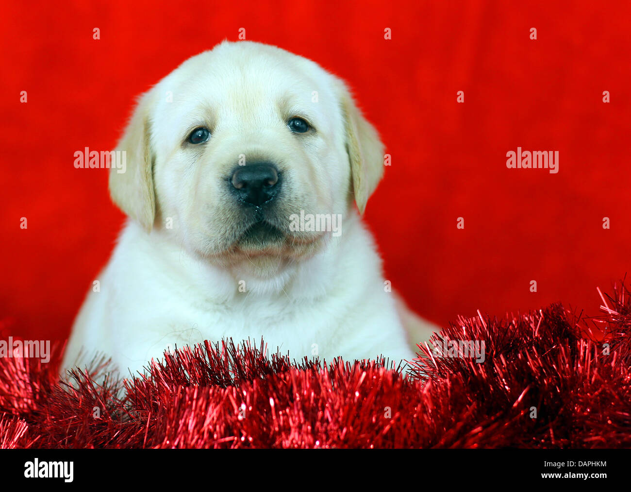 New Year (Christmas) yellow labrador puppy on red background Stock ...