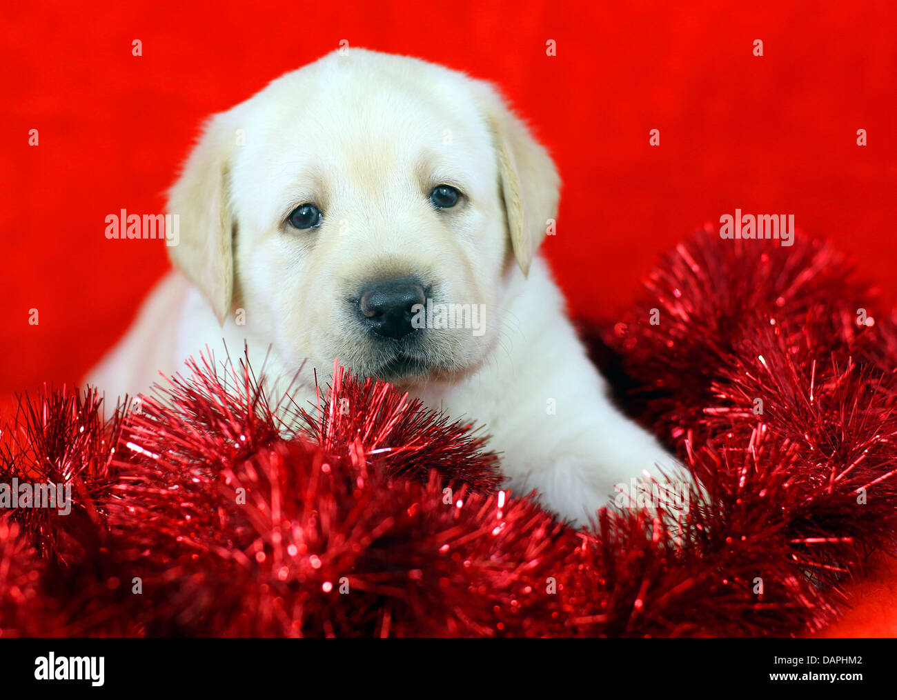 Black labrador puppy christmas hi-res stock photography and images - Alamy