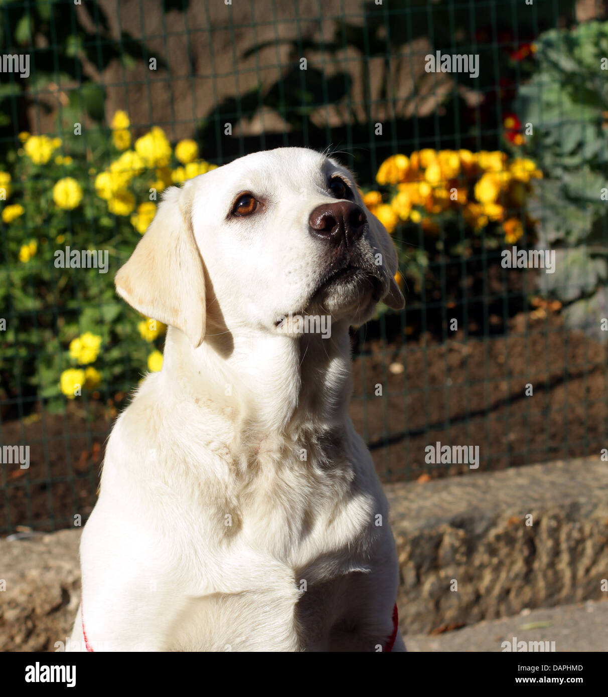 yellow labrador portrait in summer Stock Photo - Alamy