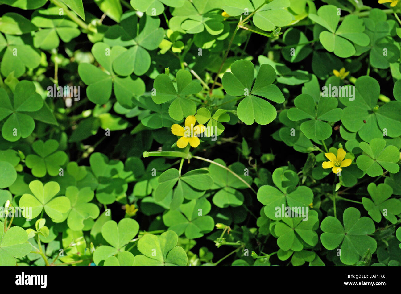 Oxalis plants hi-res stock photography and images - Alamy