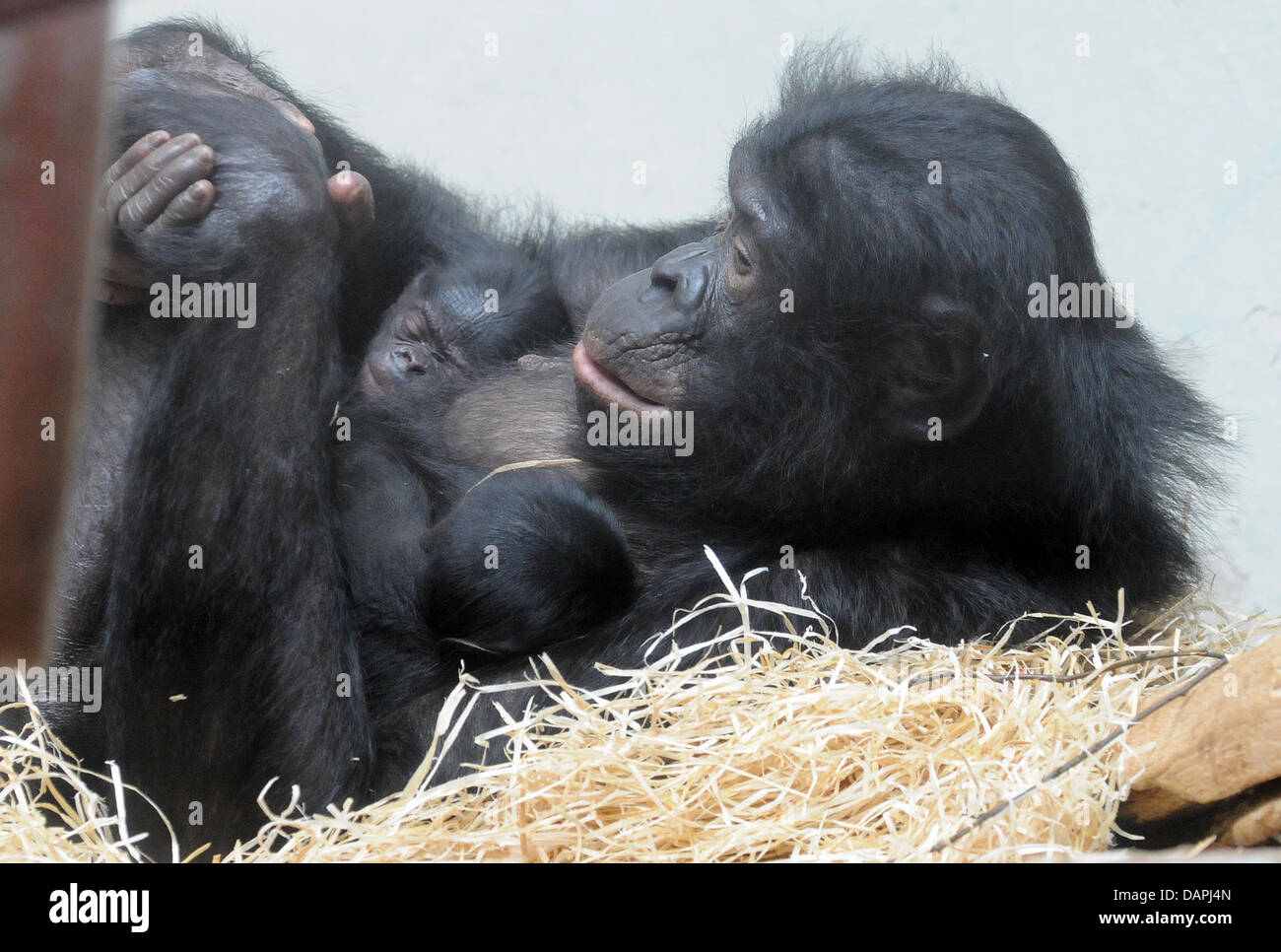 Bonobo mother 'Eja' holds her twins at the zoo in Wuppertal, Germany ...