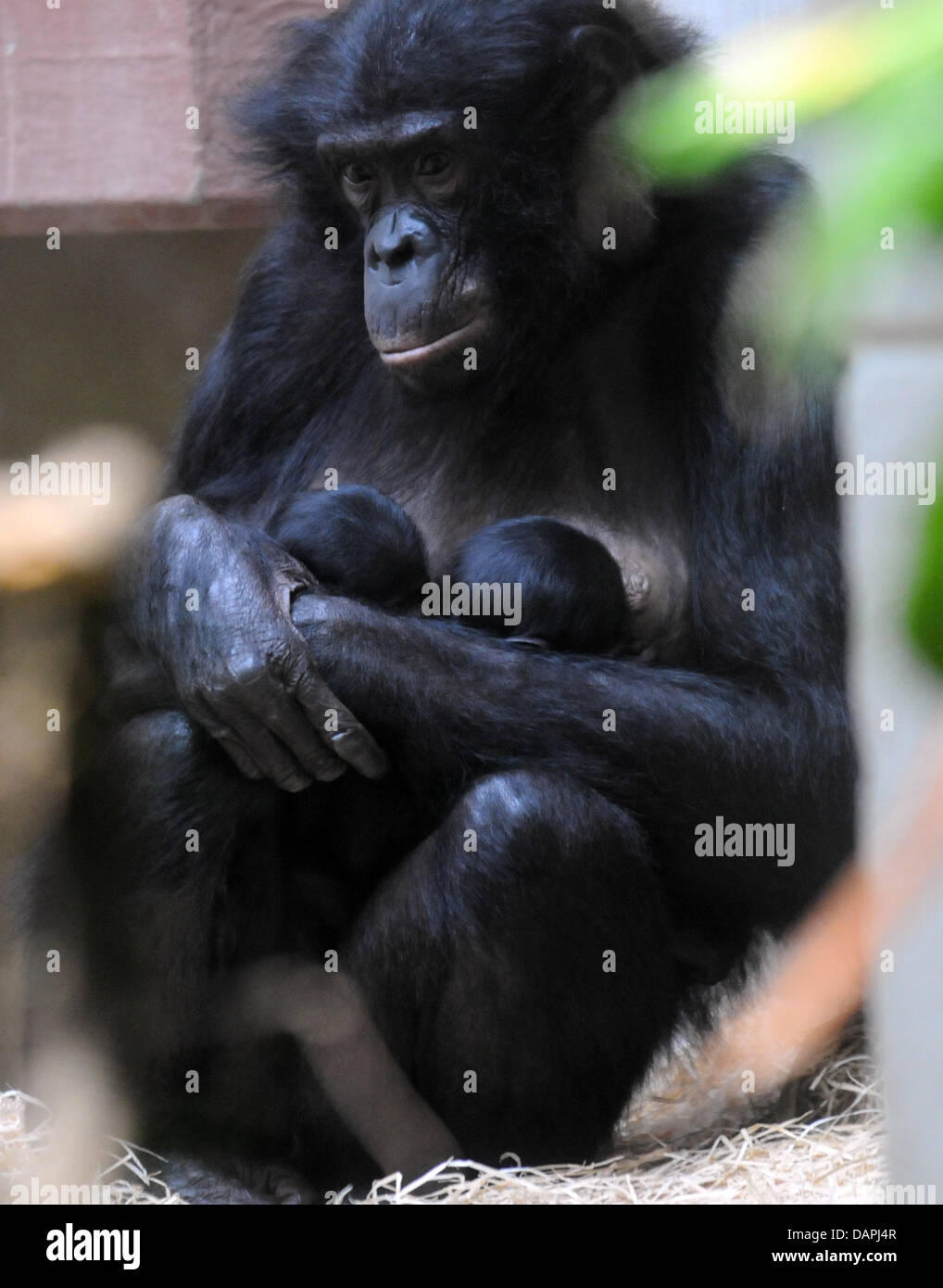 Bonobo mother 'Eja' holds her twins at the zoo in Wuppertal, Germany ...