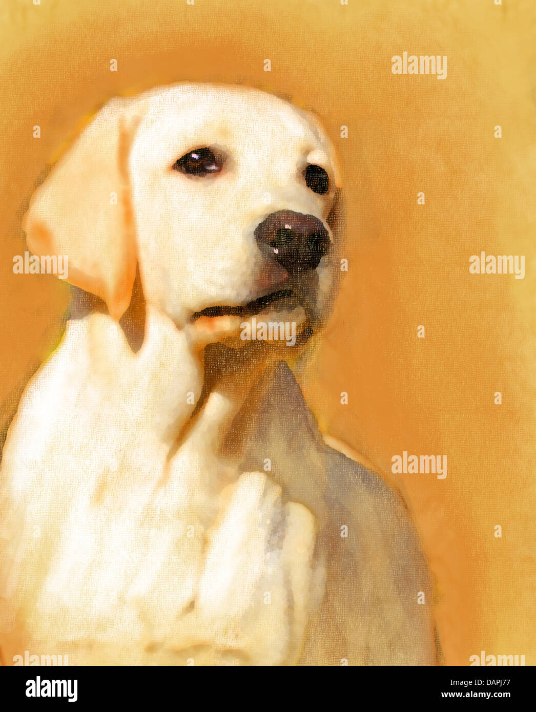 A young yellow labrador oil portrait Stock Photo - Alamy