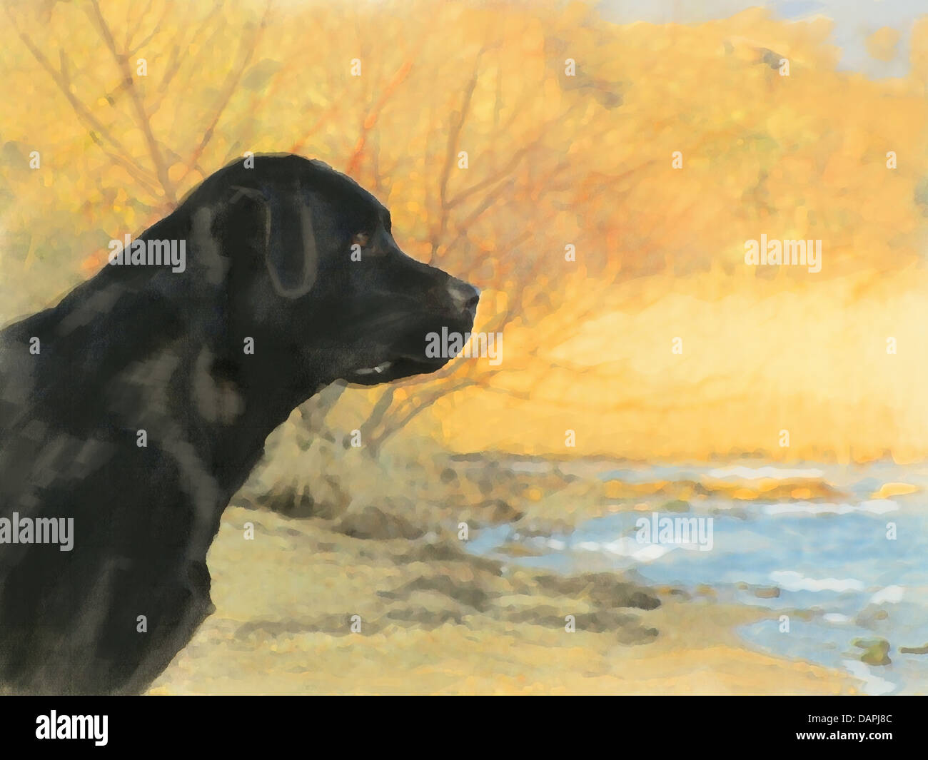 oil painting portrait of hunting black labrador in autumn Stock Photo ...