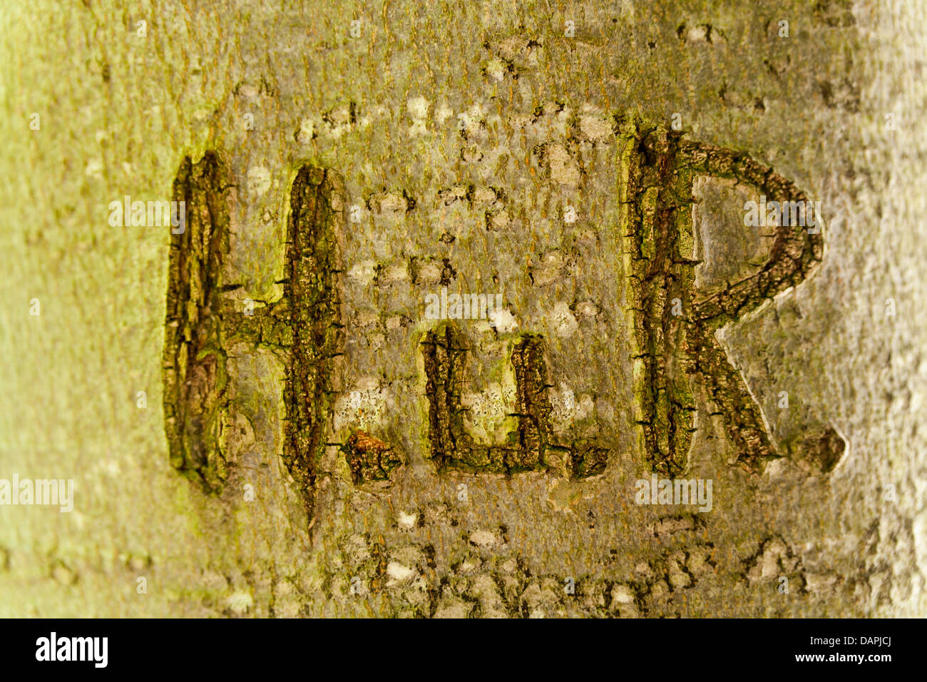 Germany, Bavaria, Carving on tree as sign of love Stock Photo - Alamy