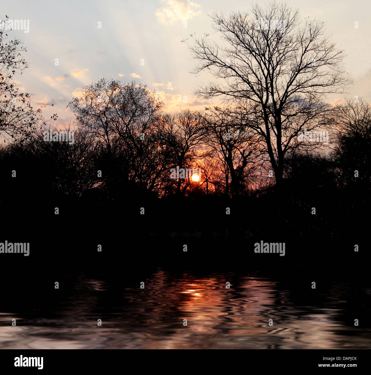 Sunset silhouette bushveld trees hi-res stock photography and images ...