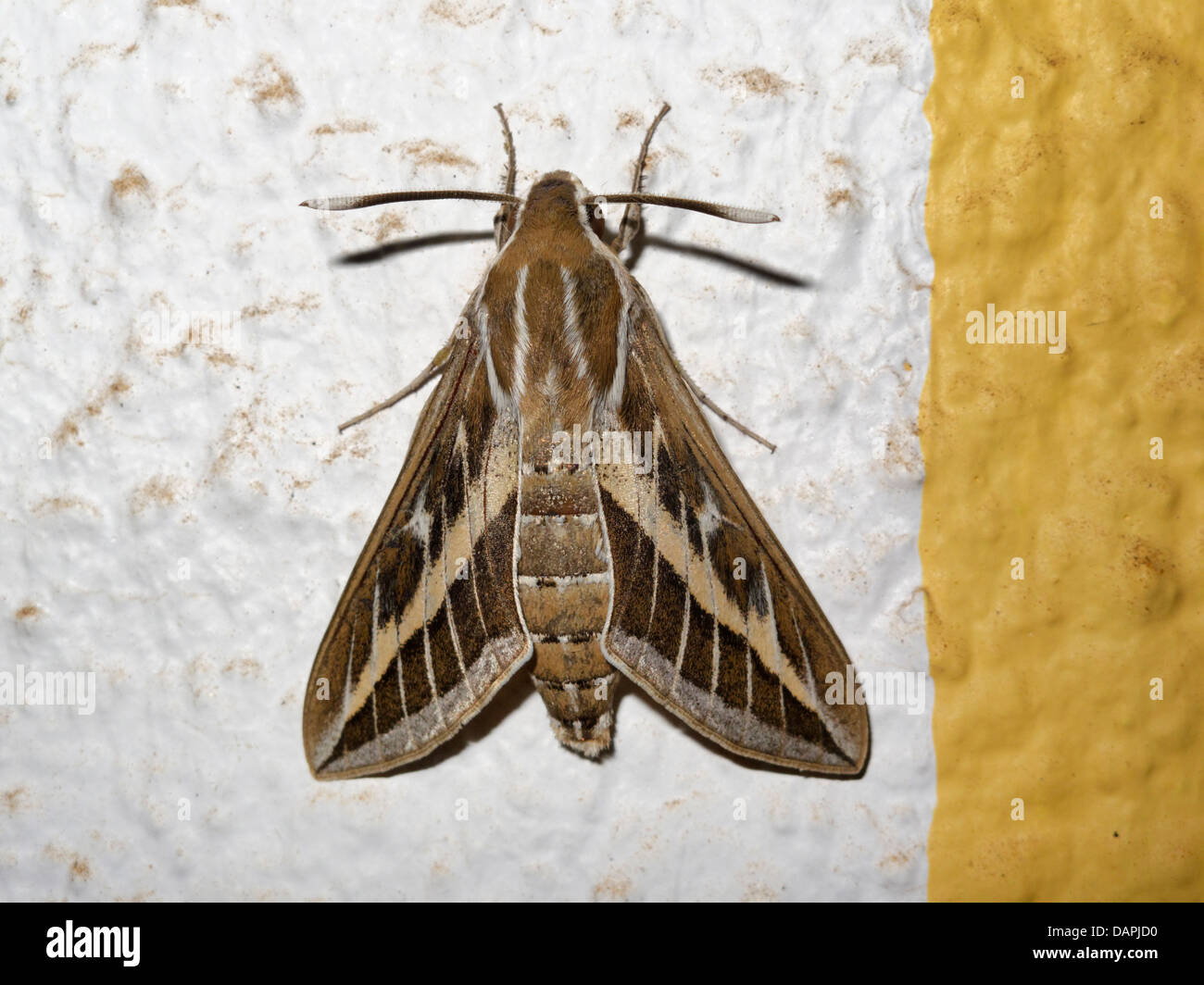 Spain, La Gomera, White-lined sphinx (Hyles lineata Stock Photo - Alamy