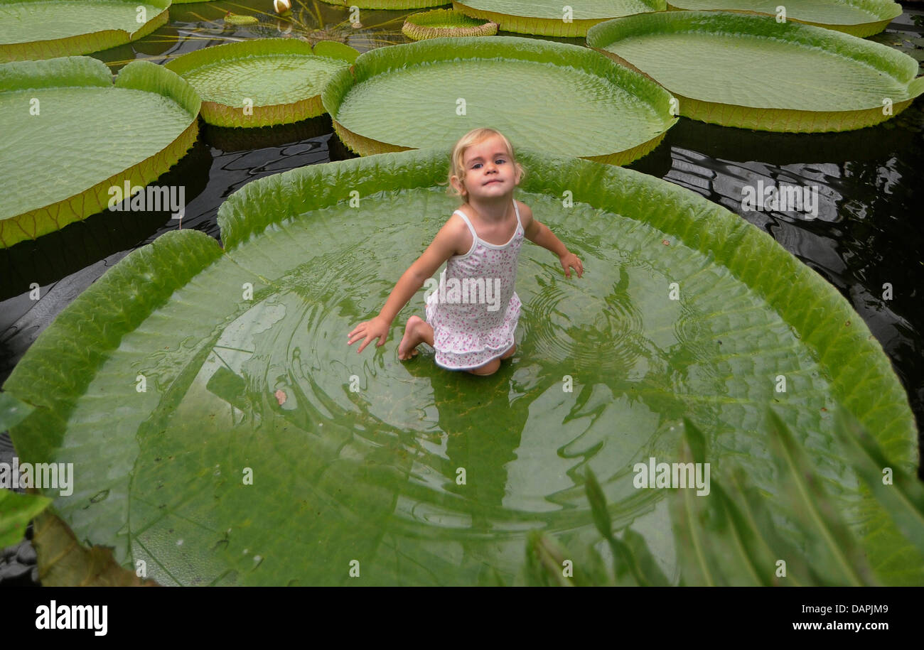 Two-year-old girl Lilly sits on a Victoria water lily inside the ...