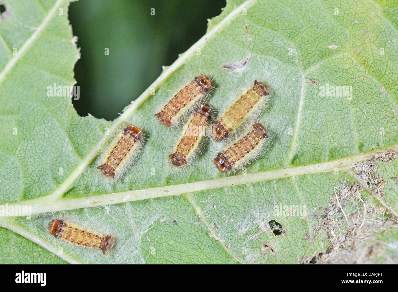 Larvae on a leaf Stock Photo - Alamy