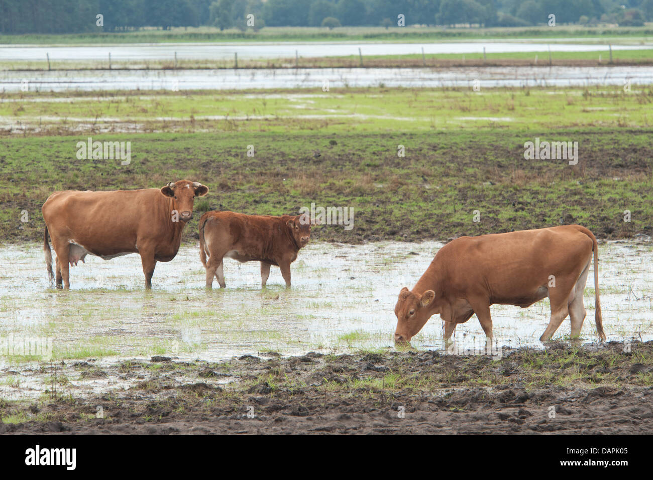 Two cows and a calf wade in knee-deep water near Rubenow, Germany, 23 ...