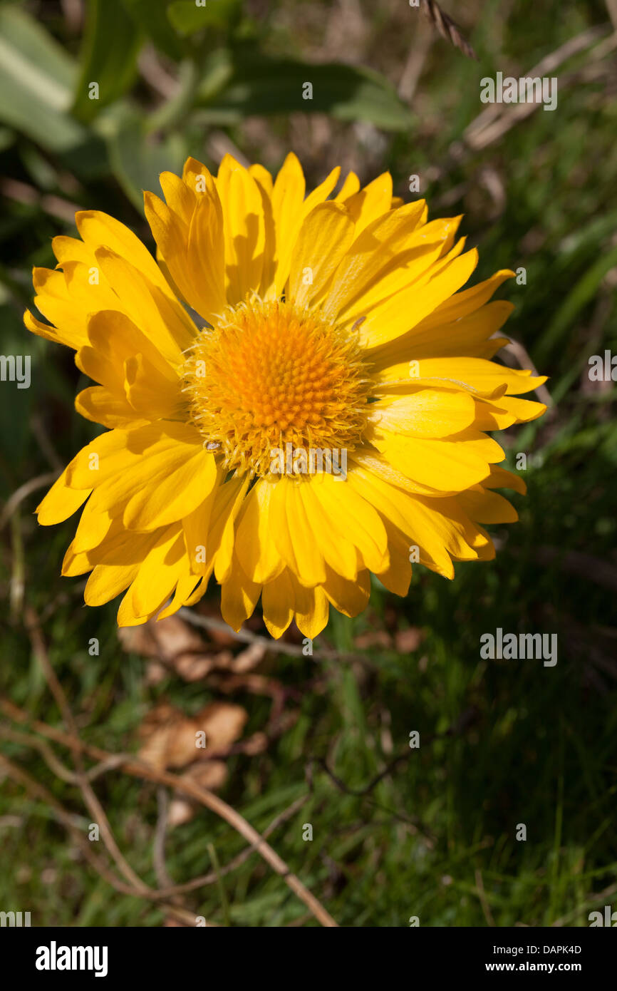 Yellow Gaillardia flower in a summer garden in Brittany Stock Photo - Alamy