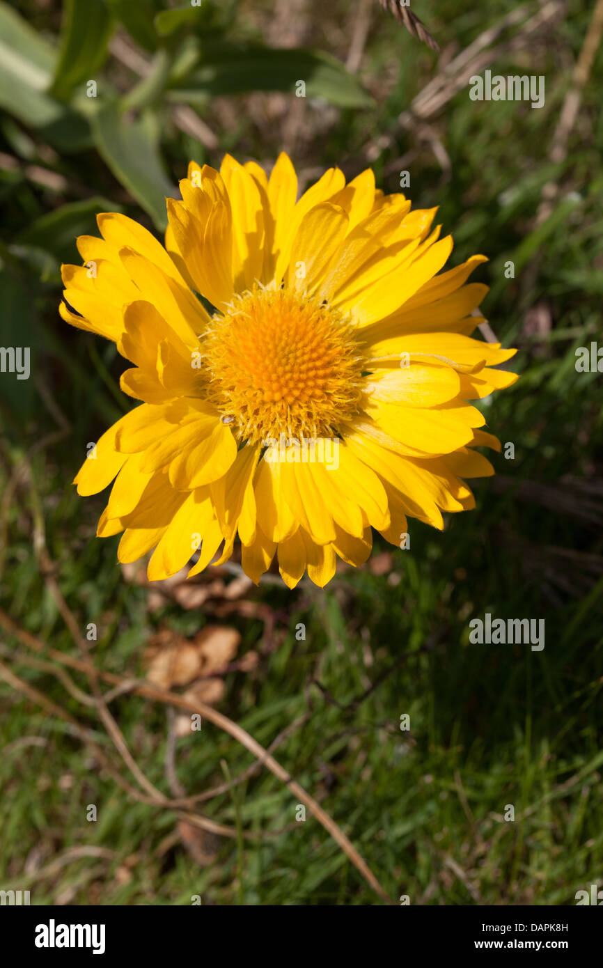 Yellow Gaillardia flower in a summer garden in Brittany Stock Photo - Alamy