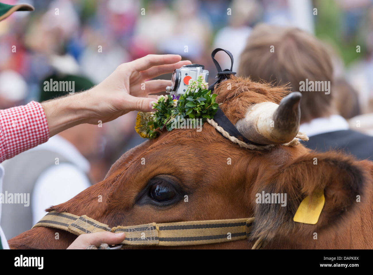 Human hand adjusting camera on cows head hi-res stock photography and ...