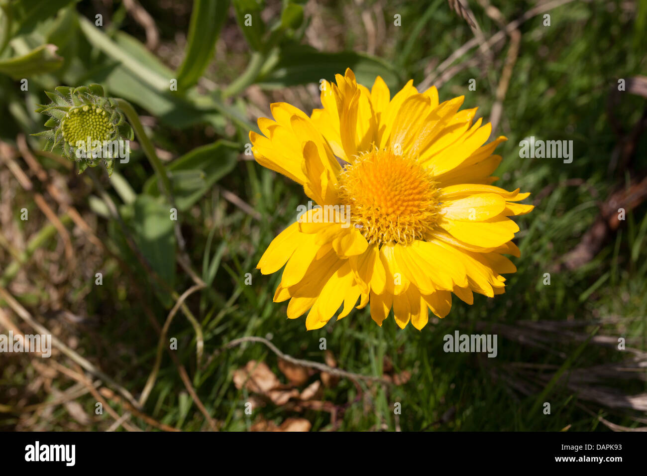 Yellow Gaillardia flower in a summer garden in Brittany Stock Photo - Alamy