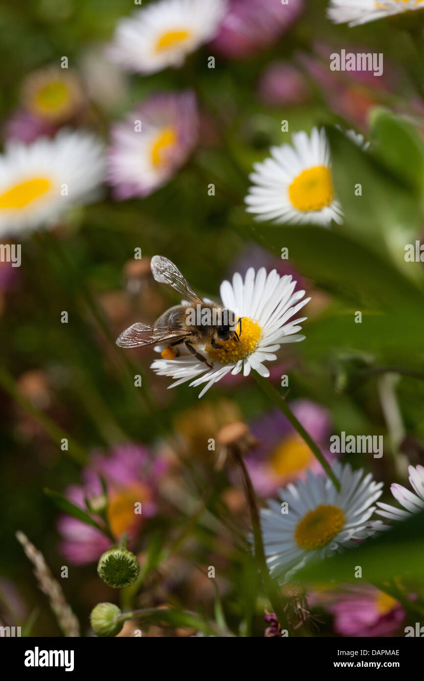 Foraging pollen bee on daisies in the summer garden Stock Photo - Alamy