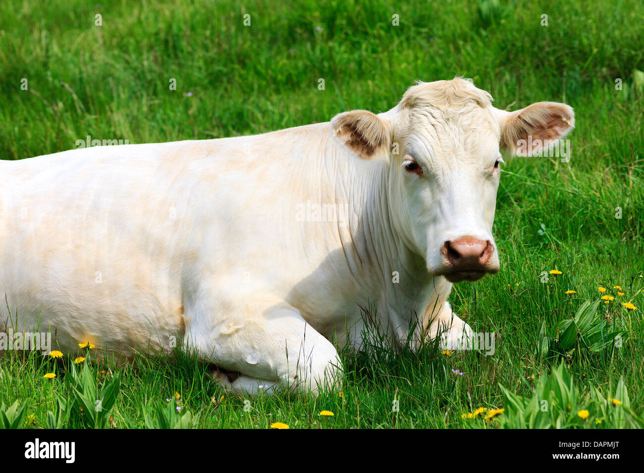 Pastoral scene black white cow hi-res stock photography and images - Alamy