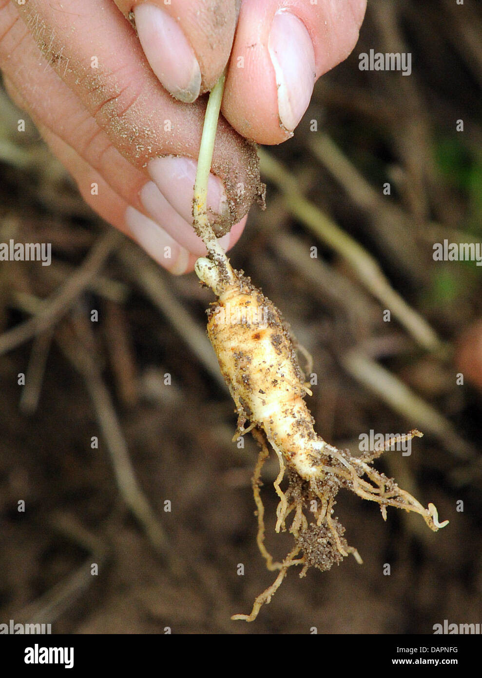 Ginseng farm in germany hi-res stock photography and images - Alamy