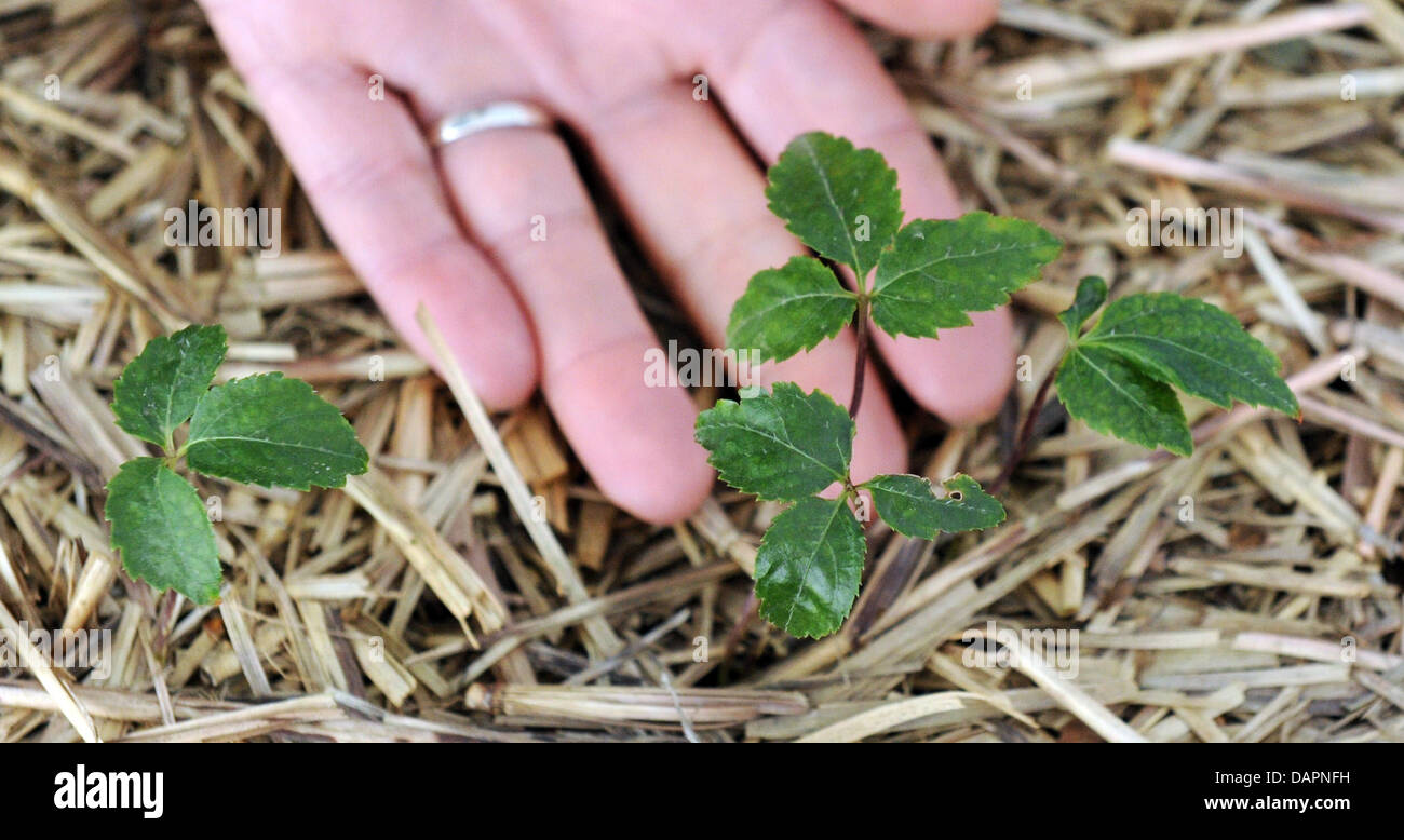 An employee touches a two year old ginseng plant at a farm in Bockhorn ...