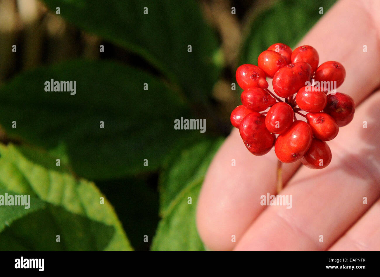 An employee holds a ginseng plant with it berries in the hand at a farm ...