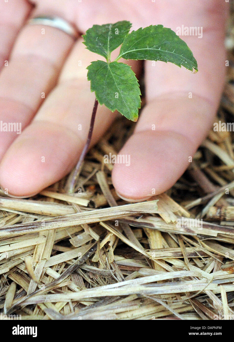 Ginseng farm in germany hi-res stock photography and images - Alamy