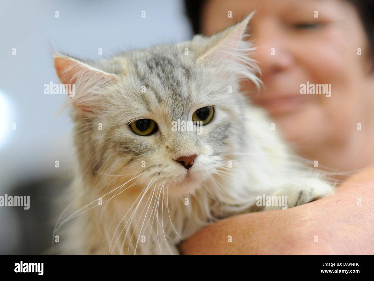 Cat breeder Lisa Gerber takes part in a cat show with her coon cat ...