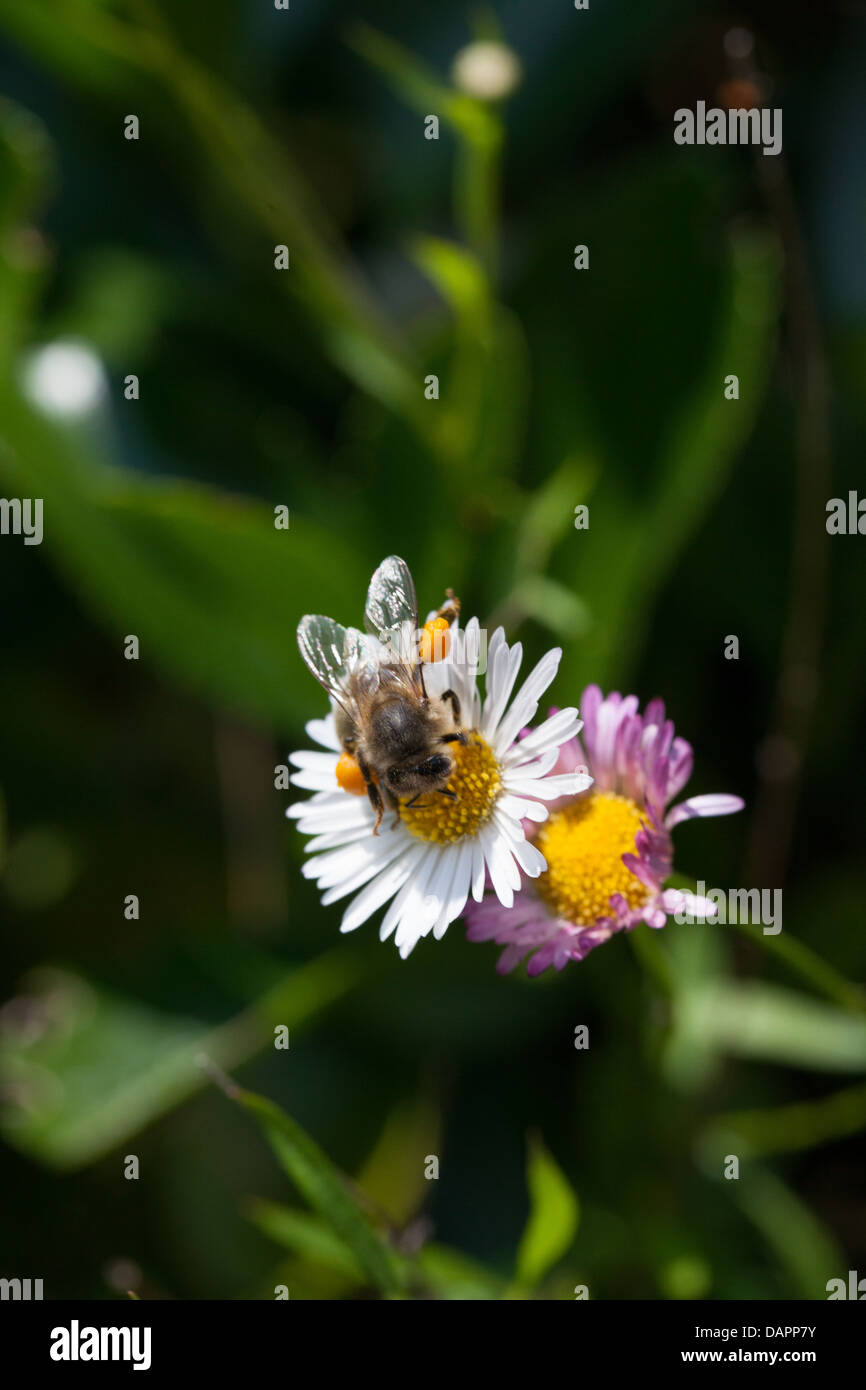 Brittany foraging hi-res stock photography and images - Alamy