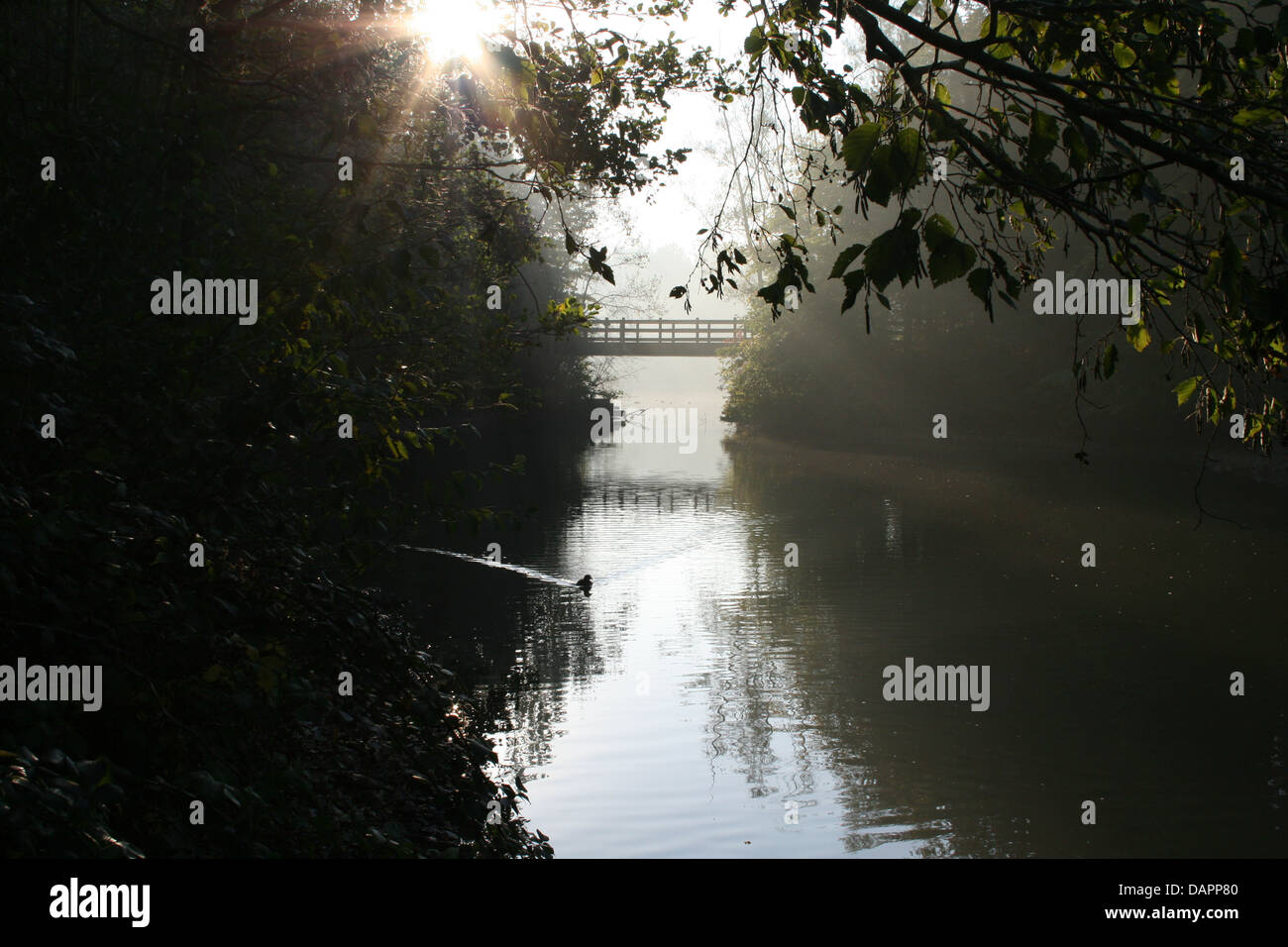 Morning sun breaking through the trees Stock Photo - Alamy