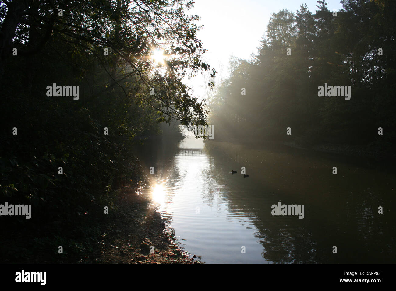 Morning sun breaking through the trees Stock Photo - Alamy