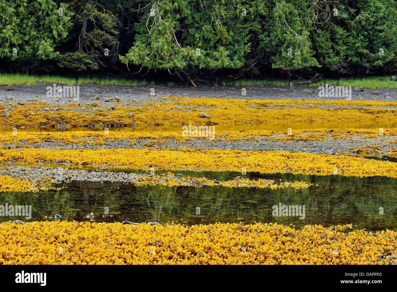 Golden brown algae hi-res stock photography and images - Alamy